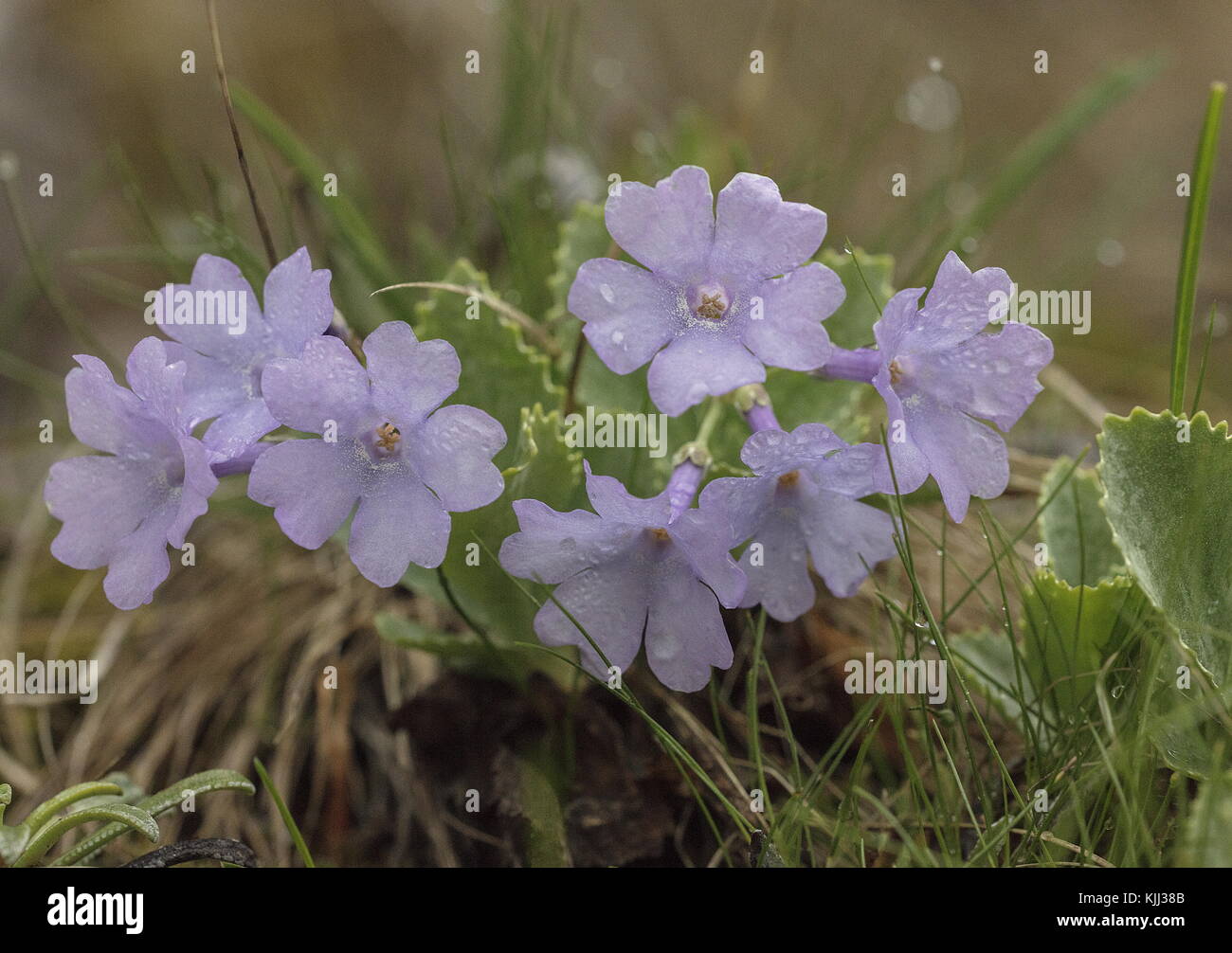 Maritime wildflowers hi-res stock photography and images - Alamy