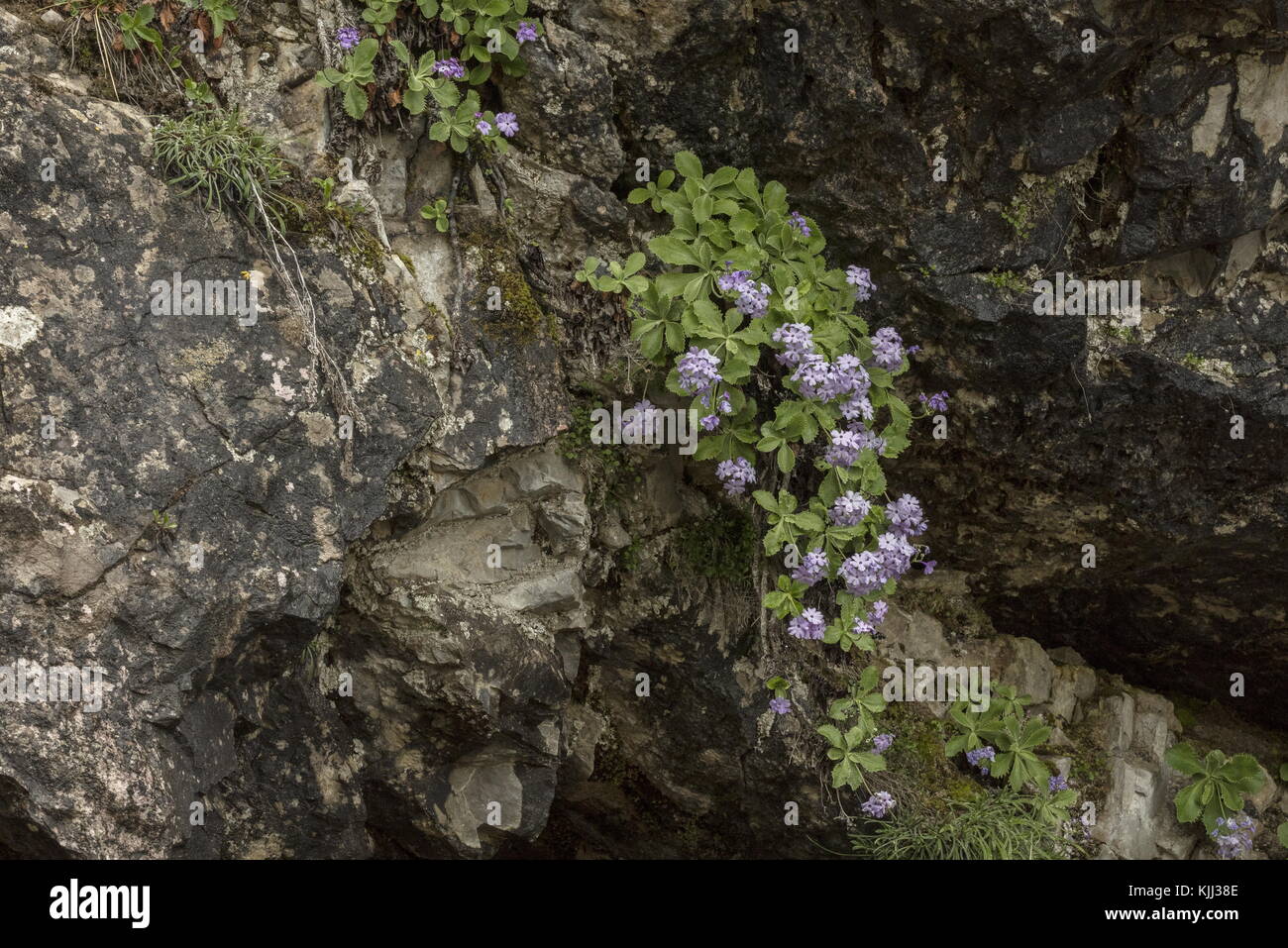 Large clump of Silver-edged primrose, Primula marginata, in flower in ...