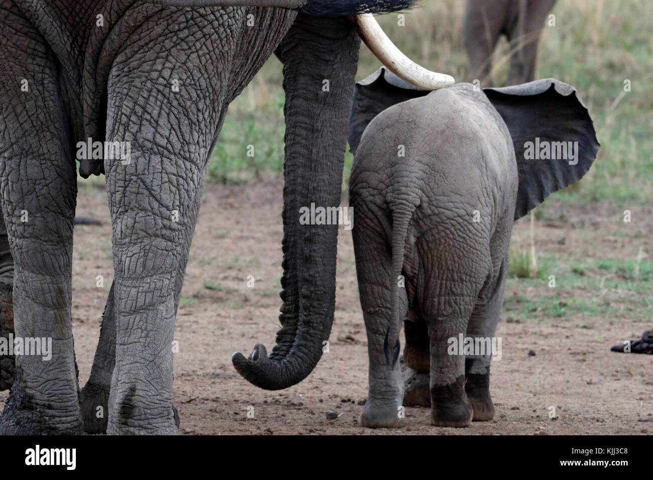 Mother of elephants hi-res stock photography and images - Alamy