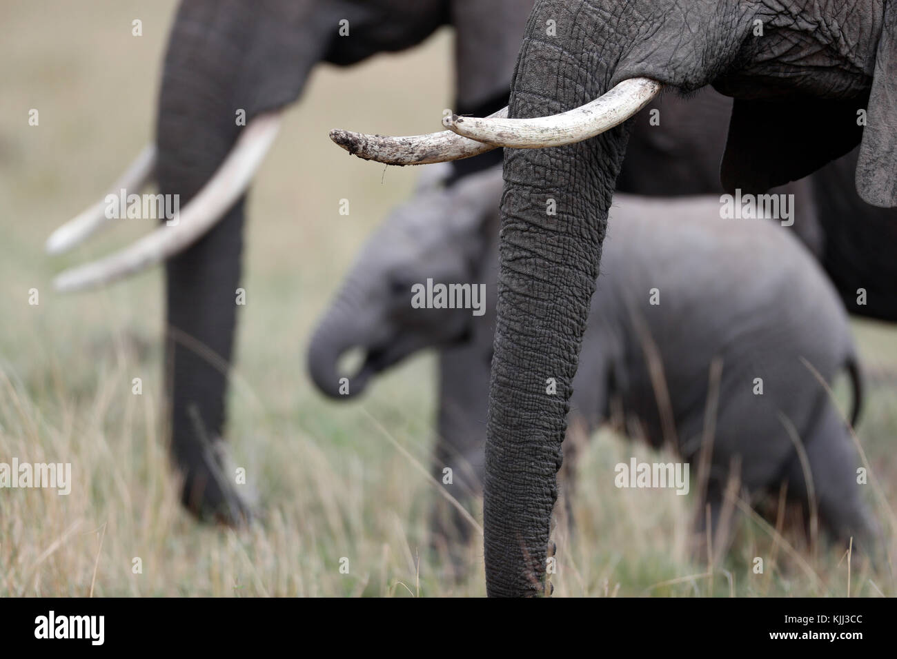 African Elephants (Loxodonta africana) in savanna field. Father, Mother ...