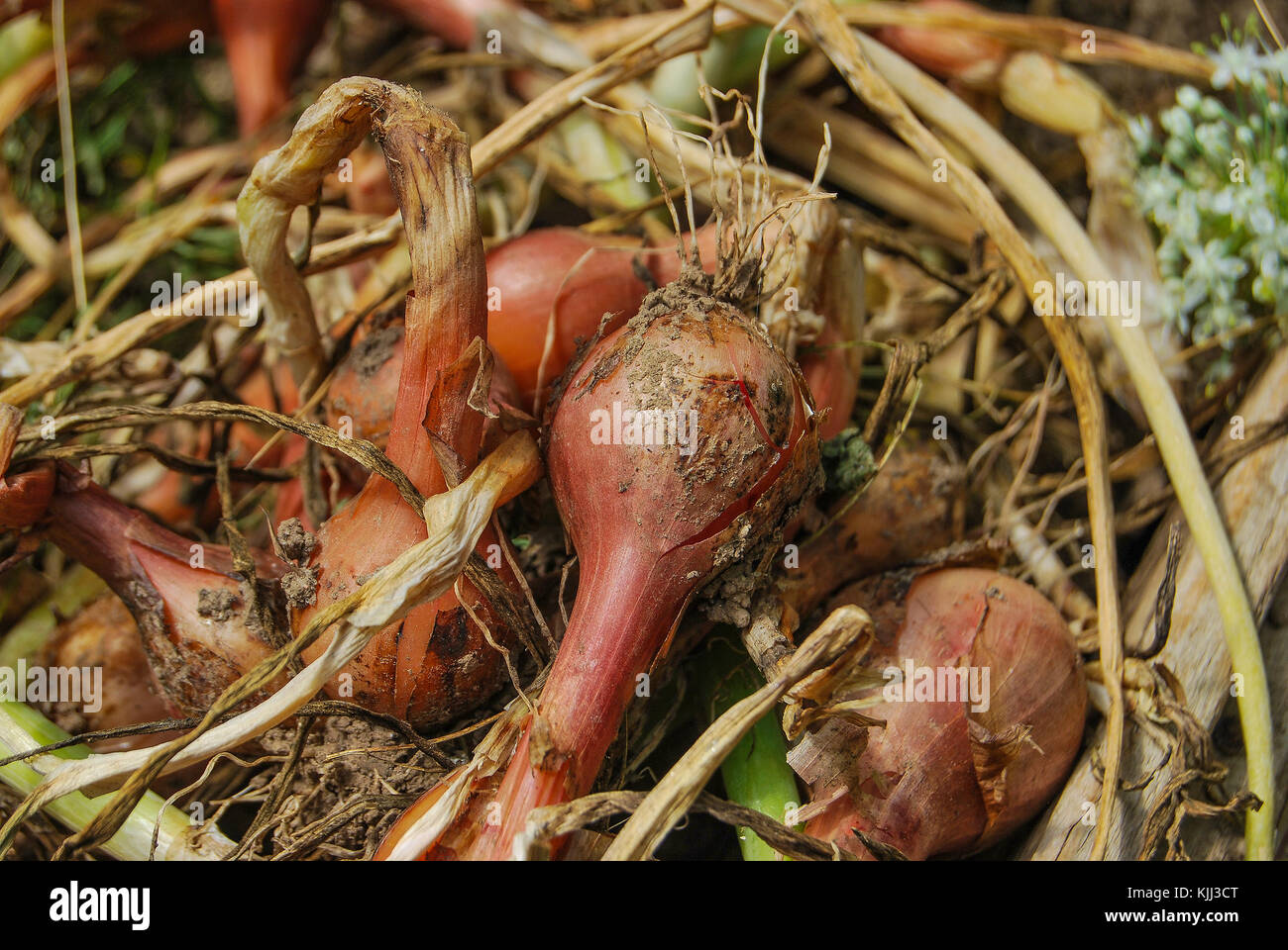 A small yellow onion in a large group. After harvesting Stock Photo - Alamy