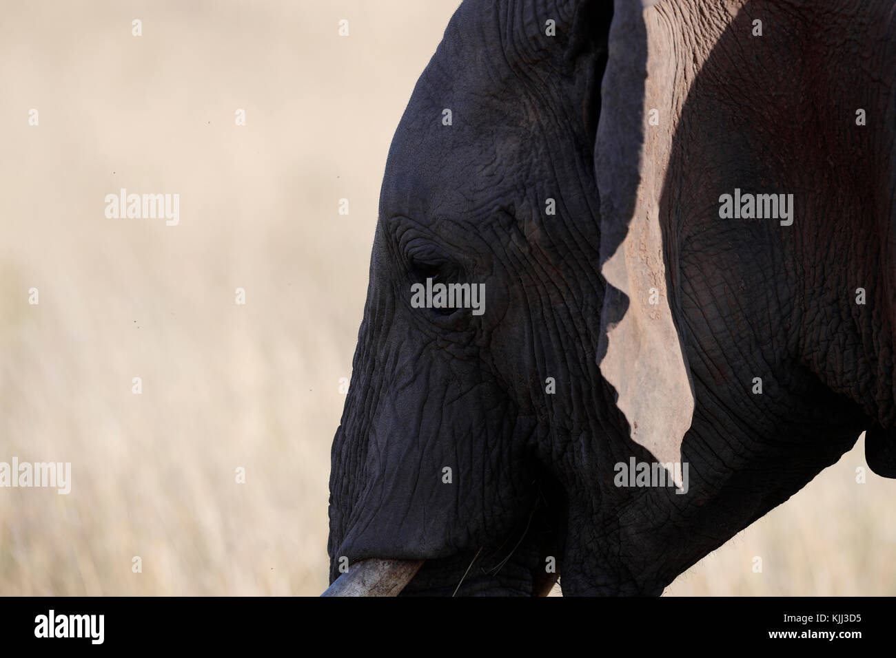 African elephant ear skin detail hi-res stock photography and images ...