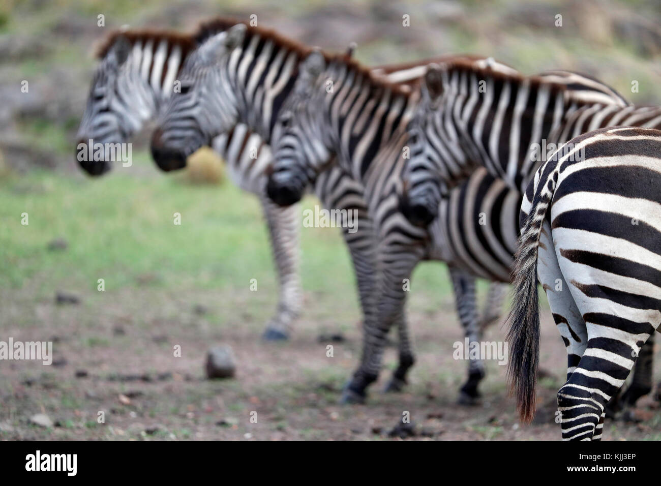 Five row hi-res stock photography and images - Alamy