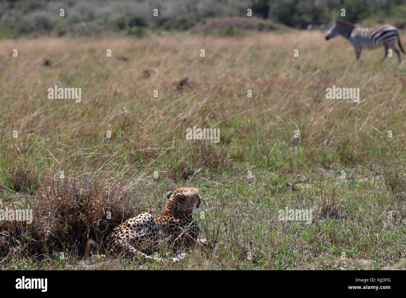 Cheetah and zebra hi-res stock photography and images - Alamy
