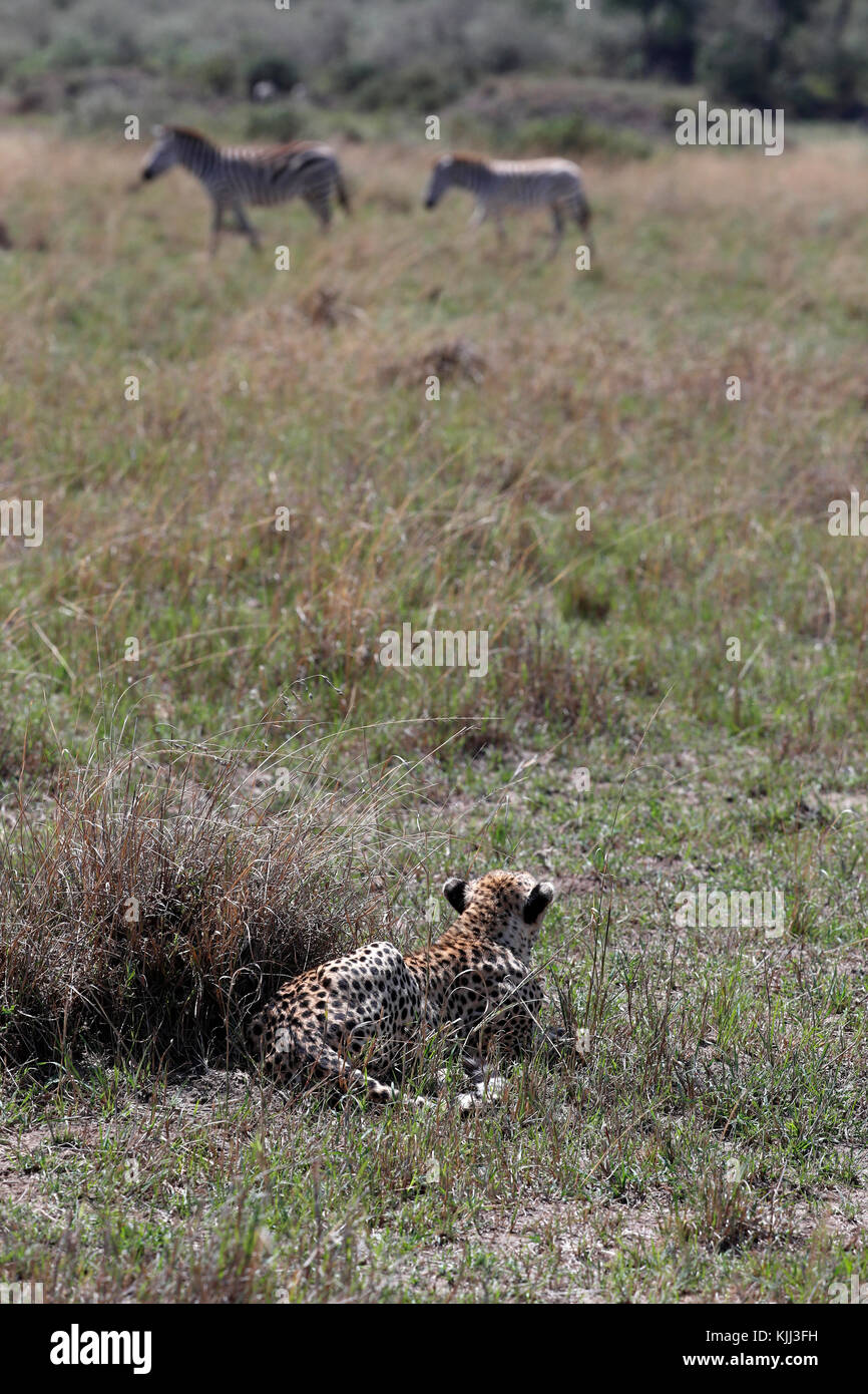 Cheetah and zebra hi-res stock photography and images - Alamy
