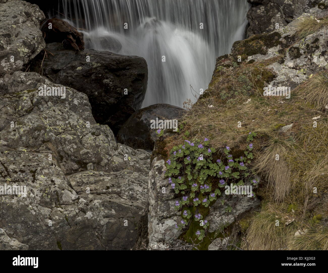 Silver-edged primrose, Primula marginata, growing by mountain waterfall ...