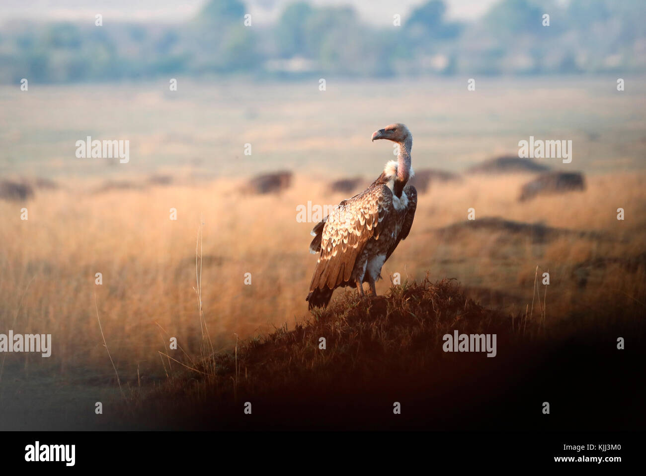 Flying White-backed Vulture (Gyps africanus). Masai Mara game reserve ...