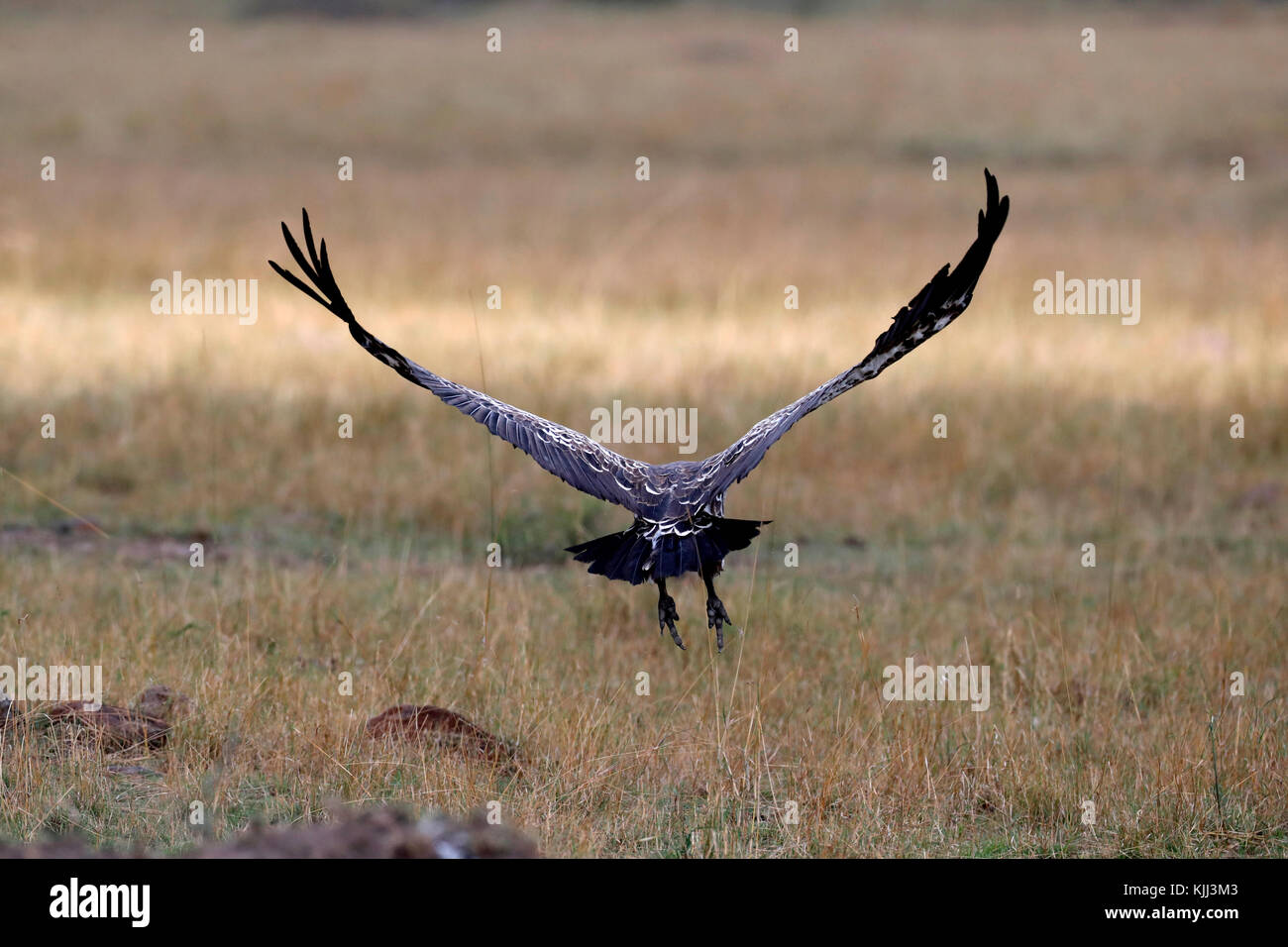 Flying White-backed Vulture (Gyps africanus). Masai Mara game reserve ...