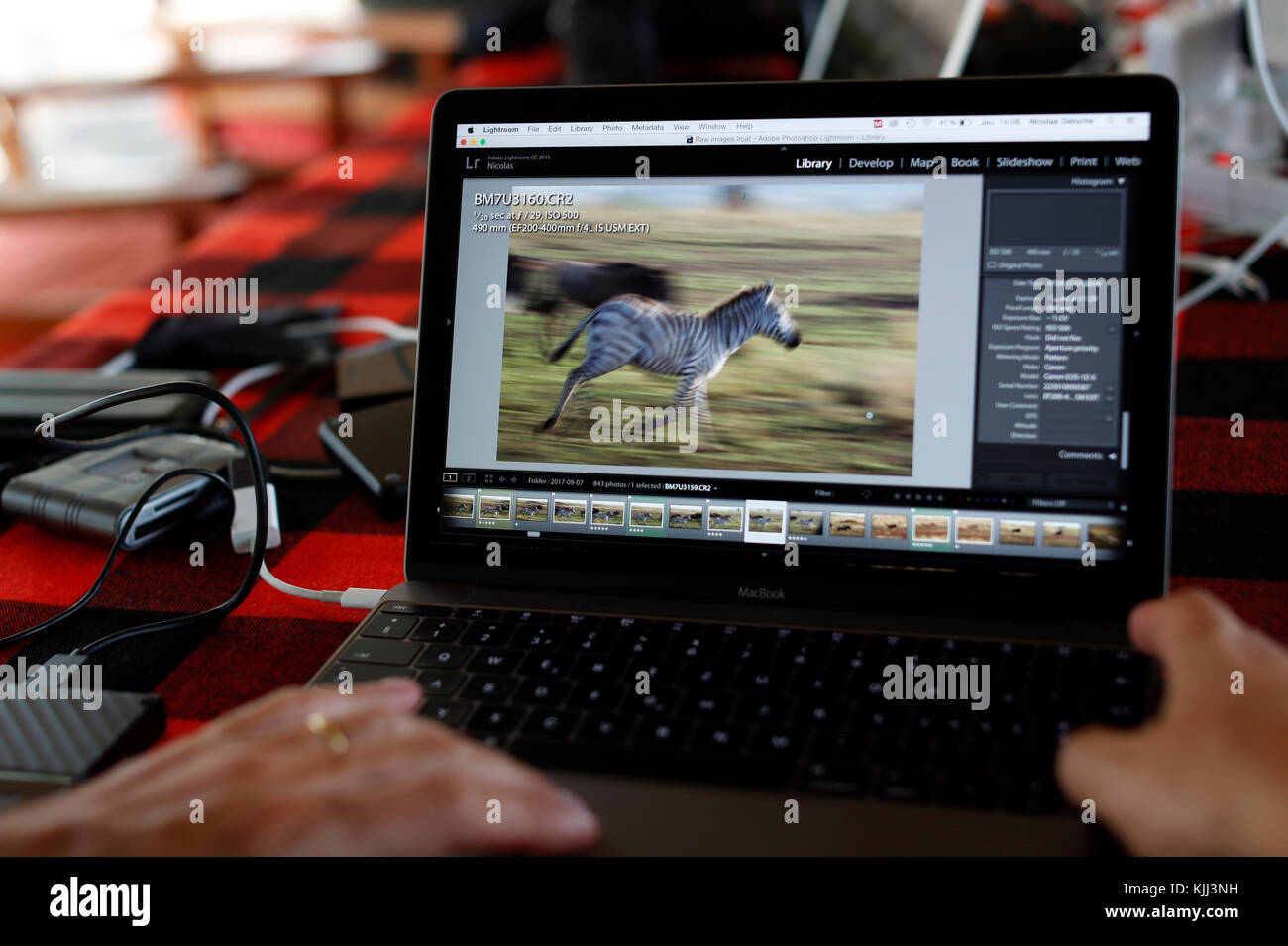 Safari photo. Zebra on laptop. Masai Mara game reserve. Kenya Stock ...