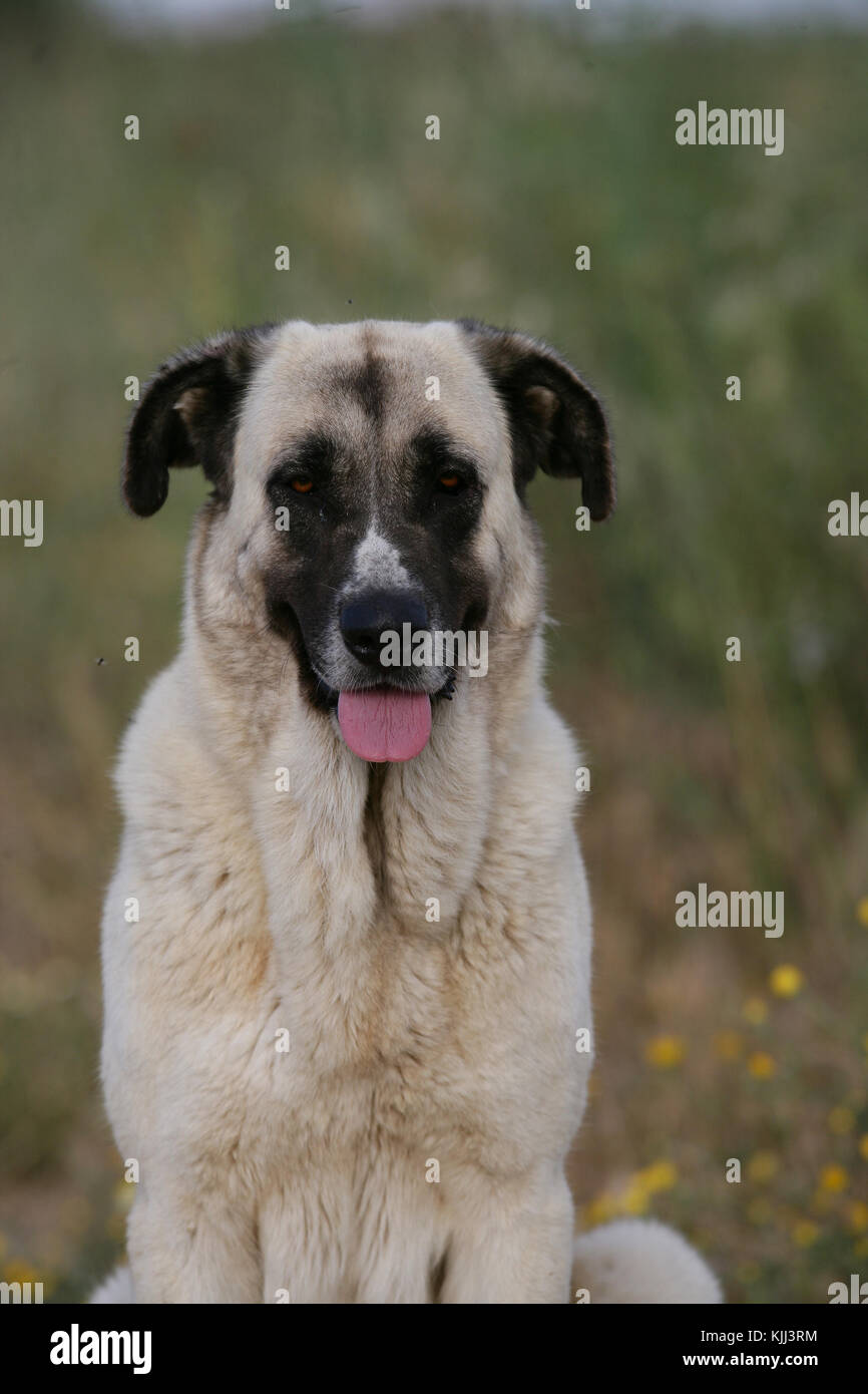 Spanish mastin hi-res stock photography and images - Alamy