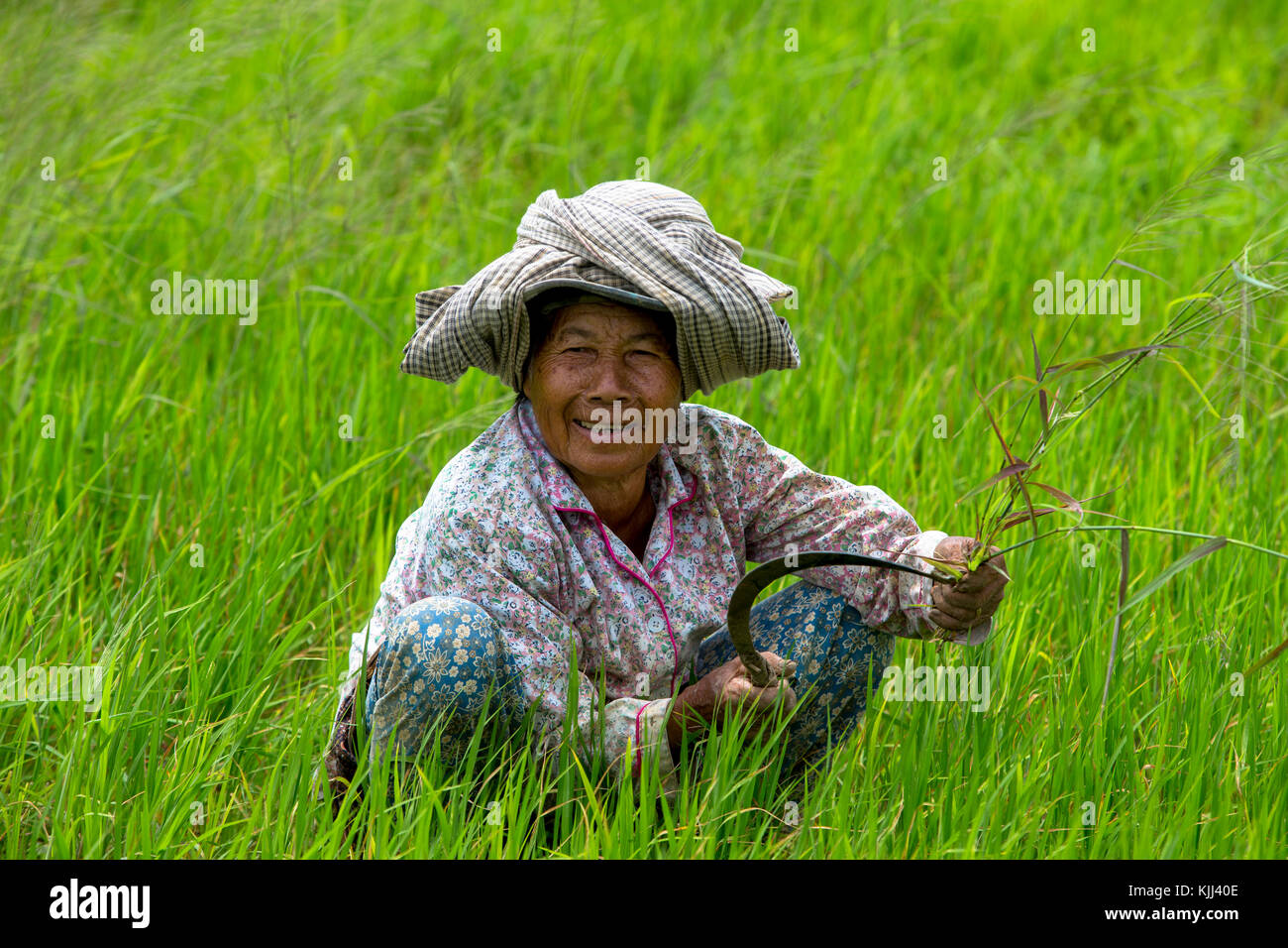 Khmer woman working in a rice field. Cambodia Stock Photo - Alamy