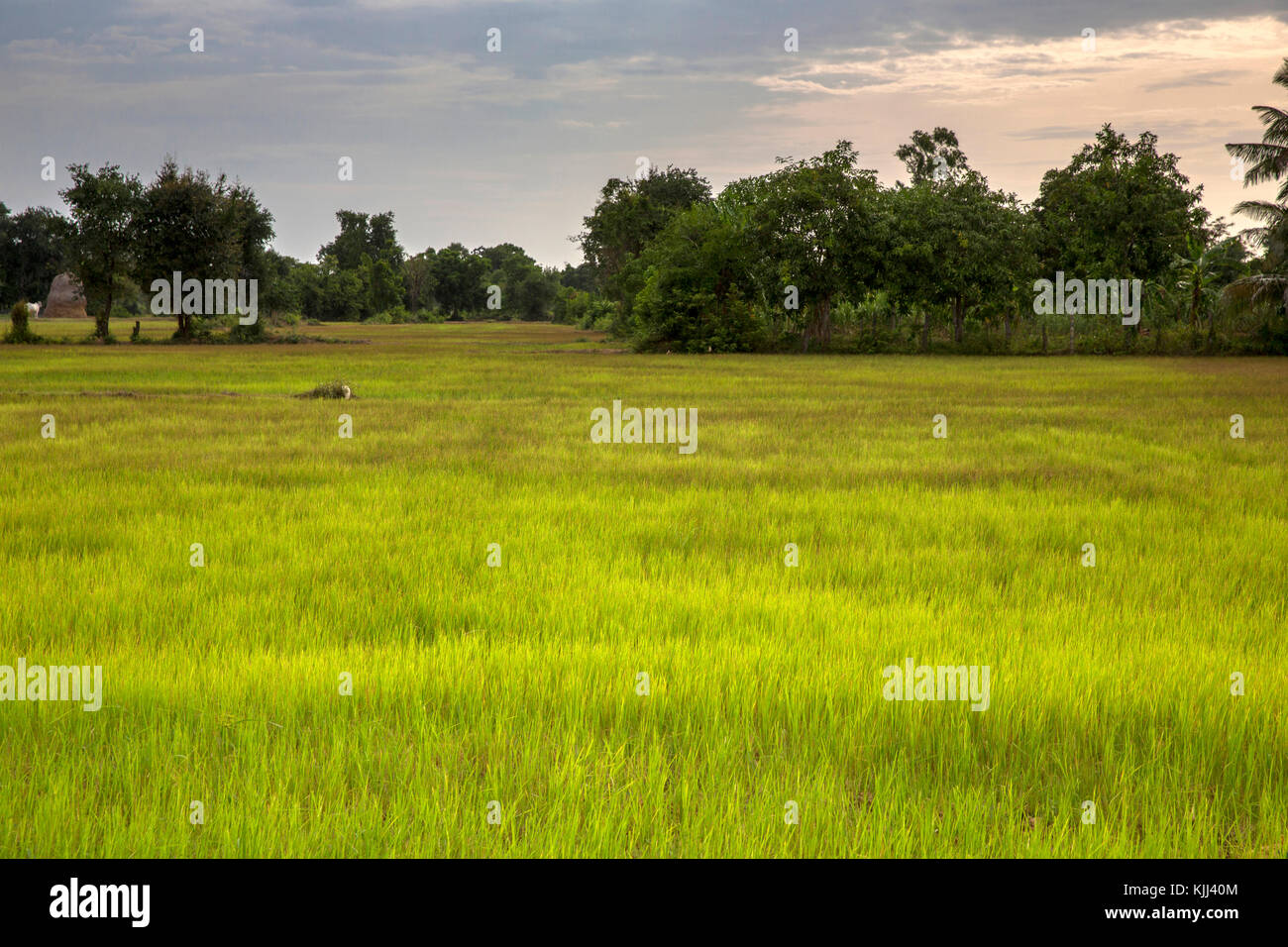 Cambodia rice field hi-res stock photography and images - Alamy