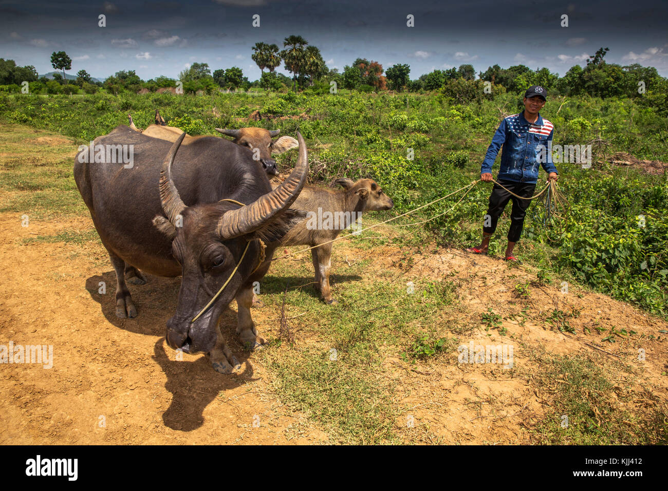 Khmer cattle hi-res stock photography and images - Alamy