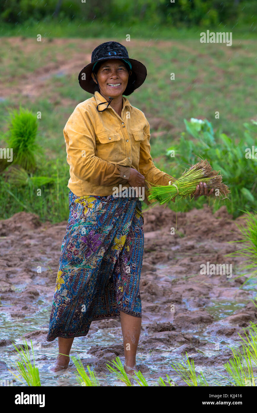 Khmer farmer working in a rice field. Battambang. Cambodia Stock Photo ...