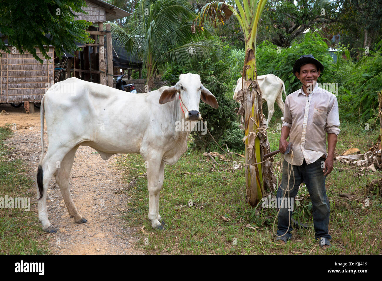 Cambodia cattle hi-res stock photography and images - Alamy