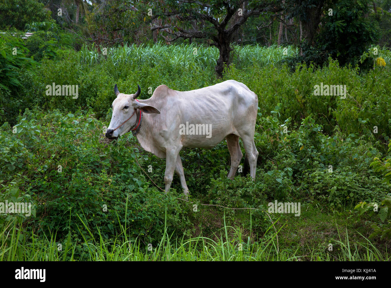Cow. Battambang. Cambodia Stock Photo - Alamy