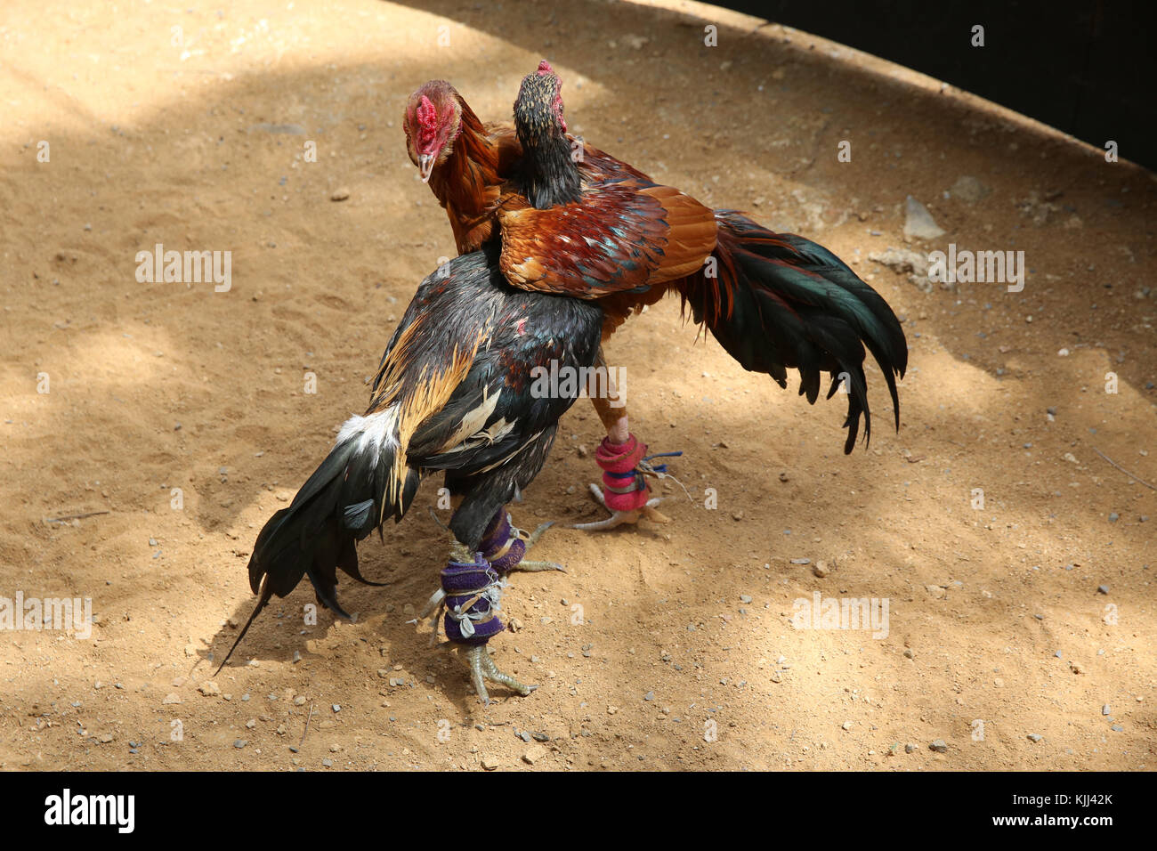 Rooster fight hi-res stock photography and images - Alamy