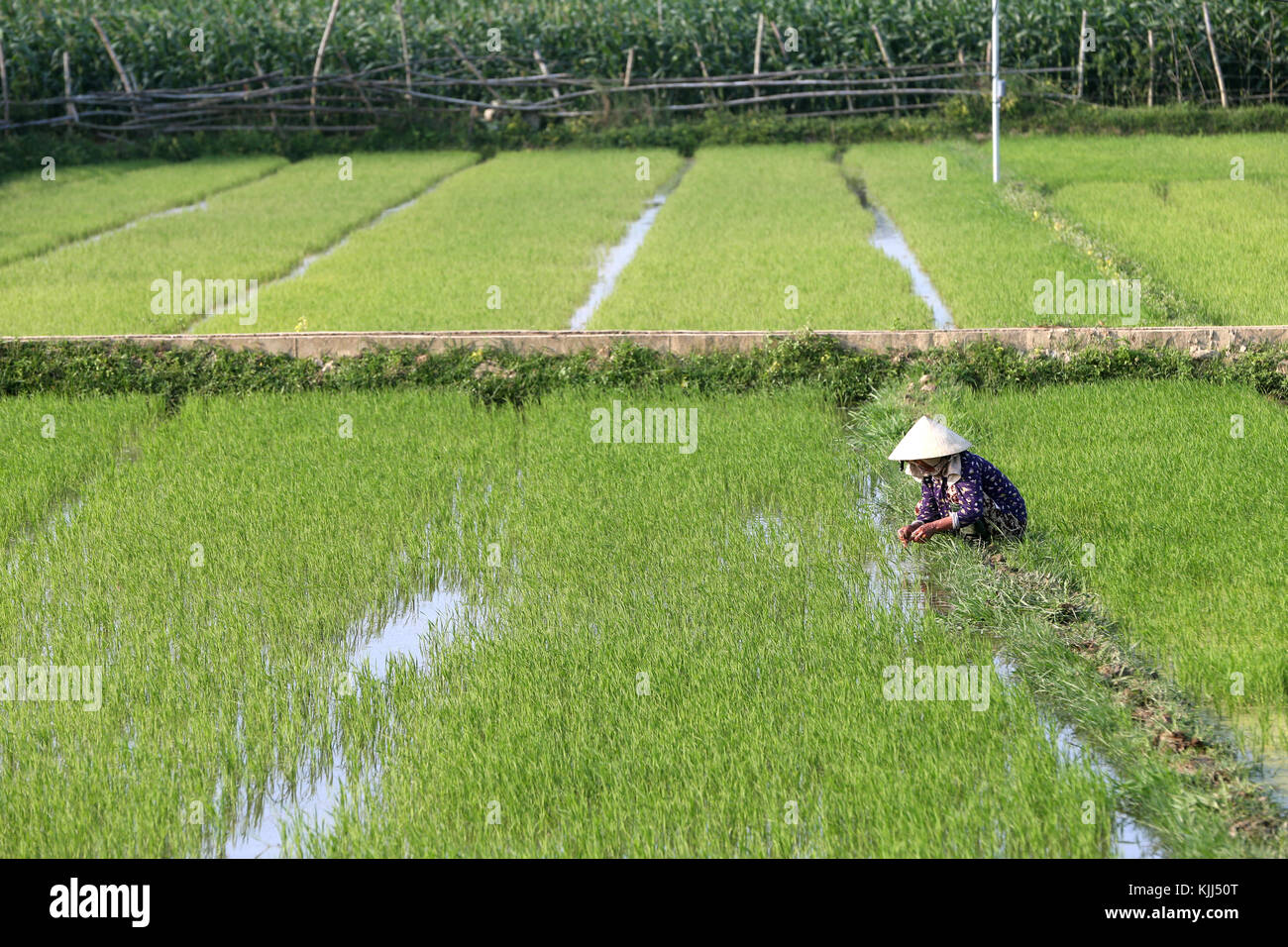 Vietnamese farmer working in her rice field. Transplanting young rice ...