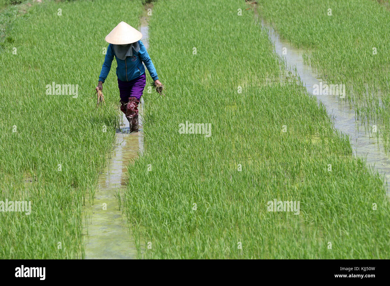 Vietnamese farmer working in her rice field. Hoi An. Vietnam Stock ...