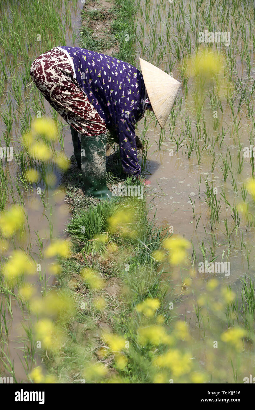 Vietnamese farmer working in her rice field. Transplanting young rice ...