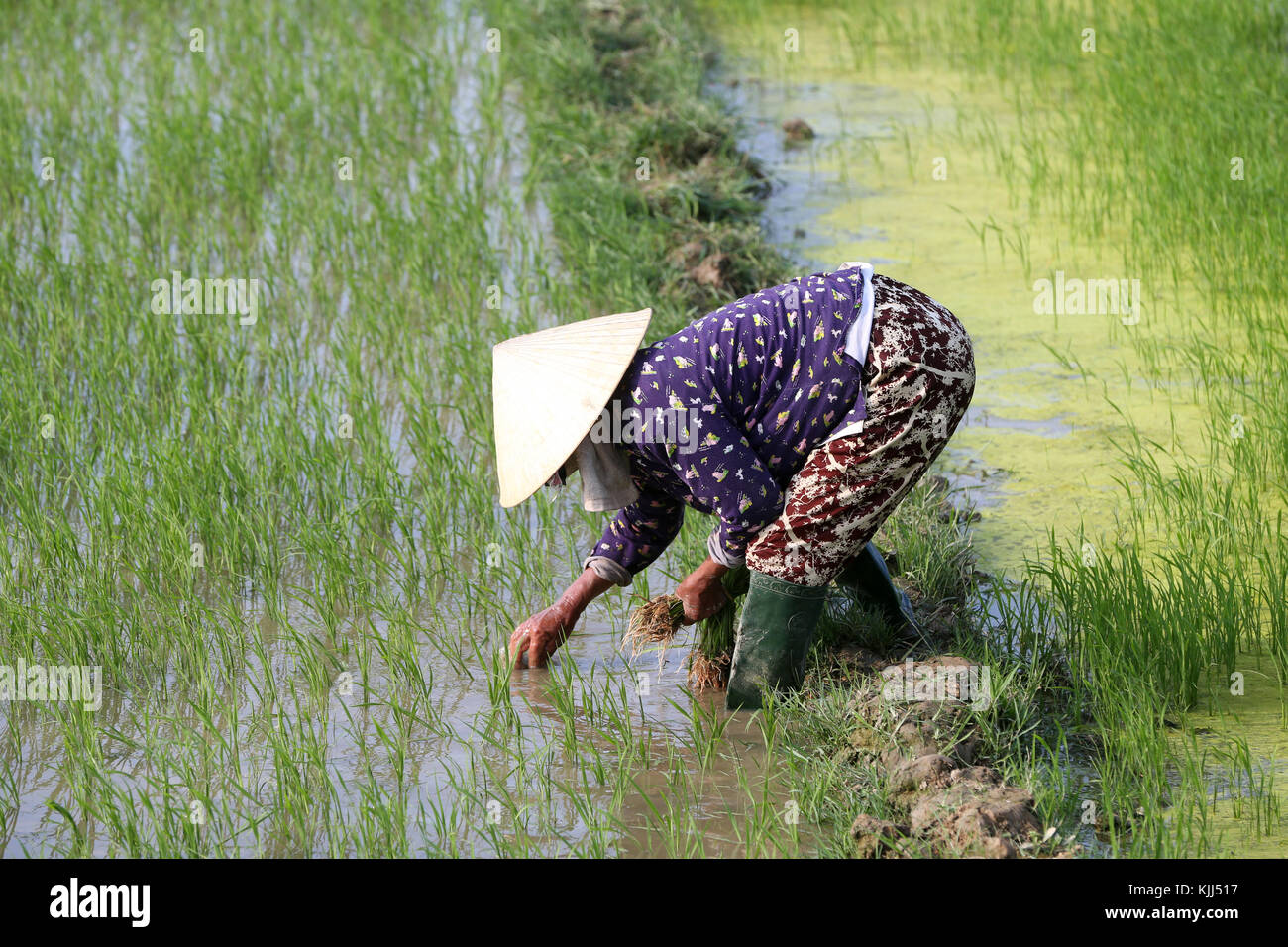 Vietnamese farmer working in her rice field. Transplanting young rice ...