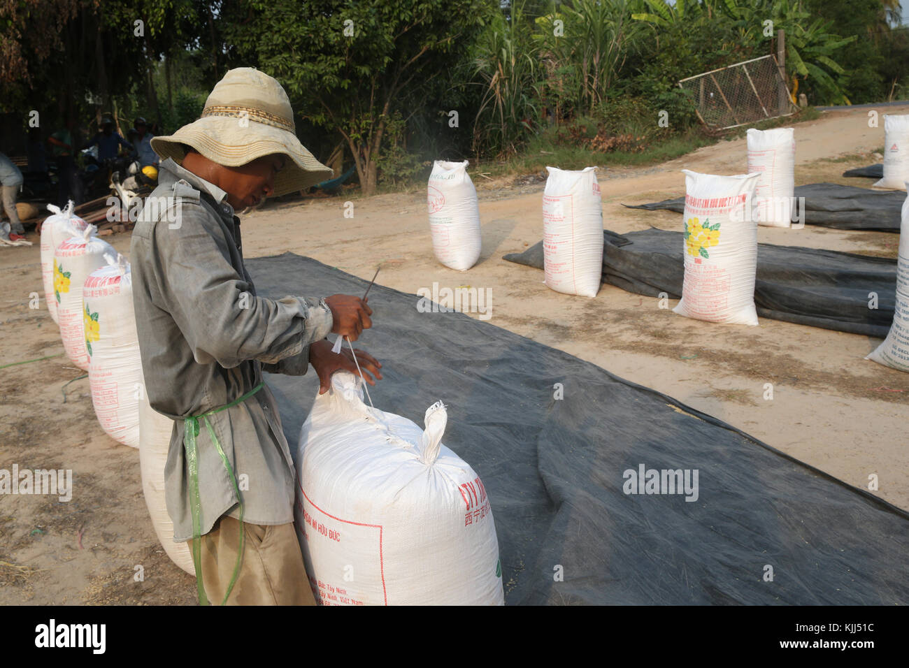 Harvesting rice grains into a bag for transport. Thay Ninh. Vietnam ...