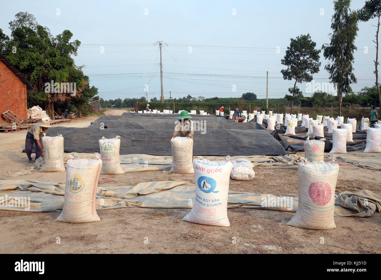 Harvesting rice grains into a bag for transport. Thay Ninh. Vietnam ...