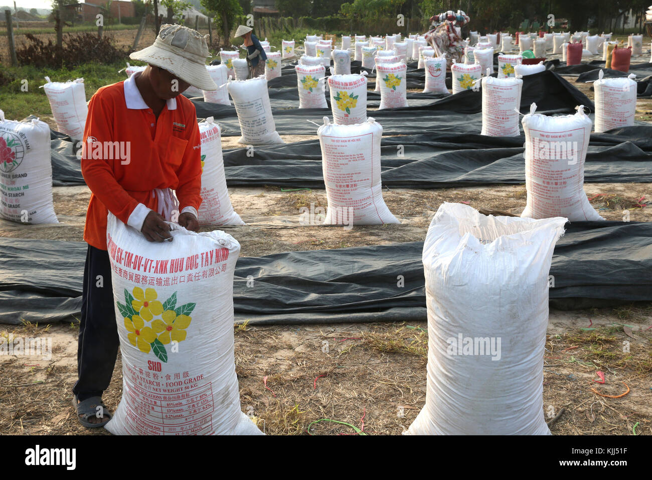 Harvesting rice grains into a bag for transport. Thay Ninh. Vietnam ...