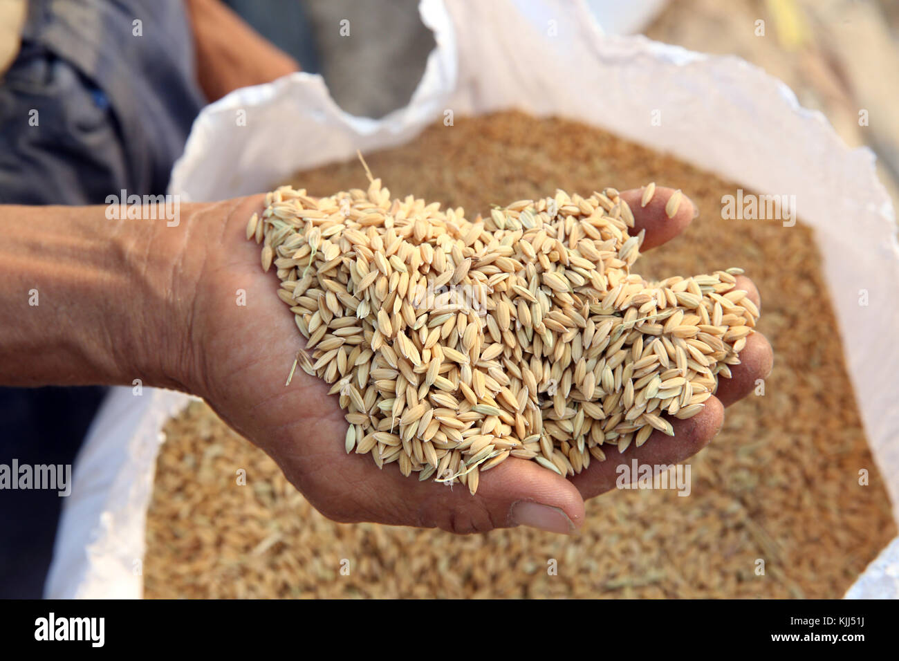 Harvesting Rice By Hand