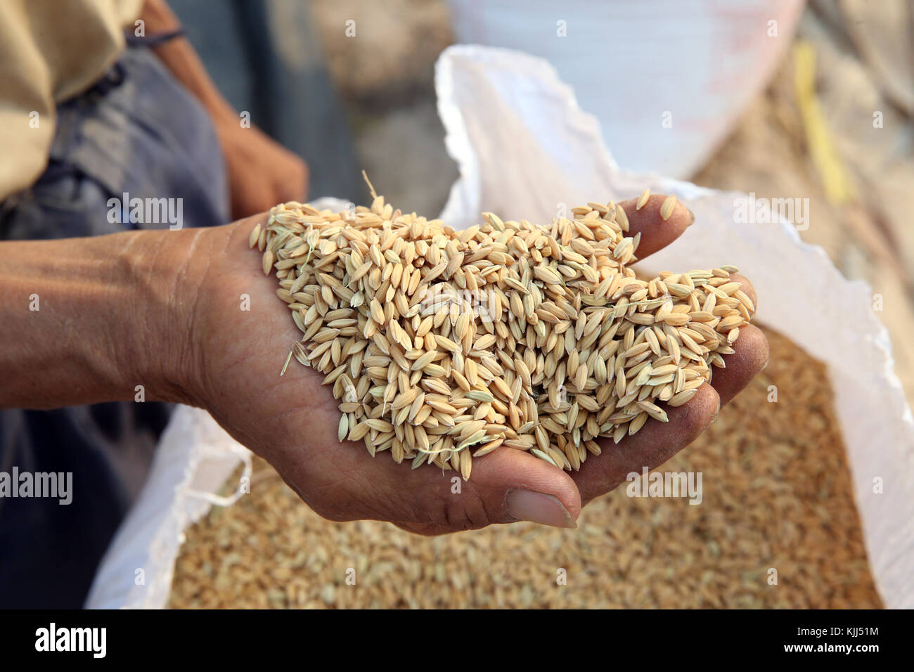Harvesting rice by hand hi-res stock photography and images - Alamy
