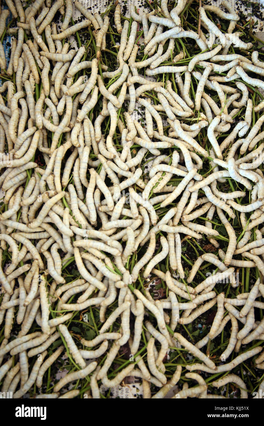 Silk Worms High Resolution Stock Photography and Images - Alamy
