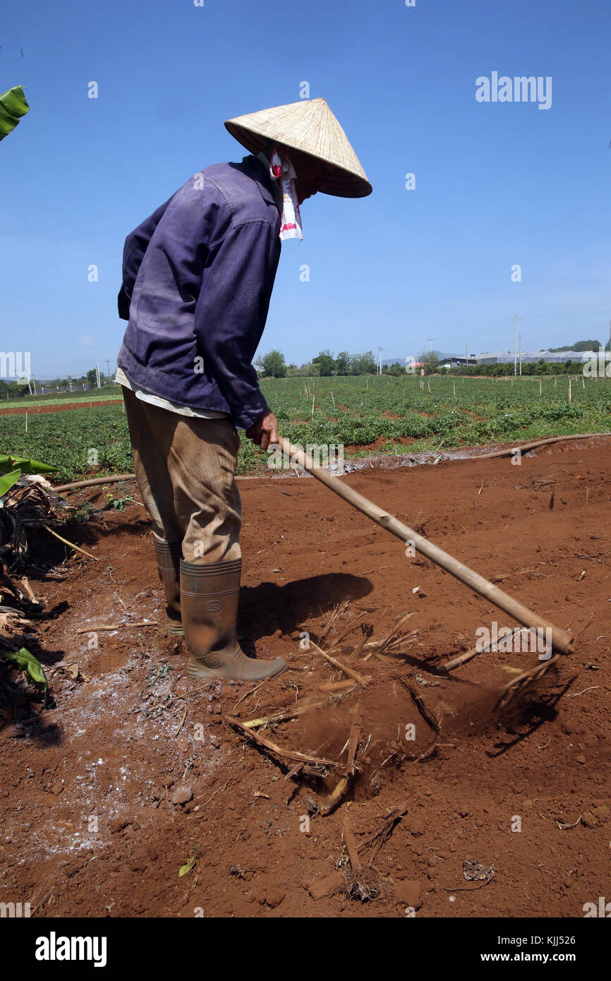 Vietnamese farmer working in his field. Dalat. Vietnam Stock Photo - Alamy