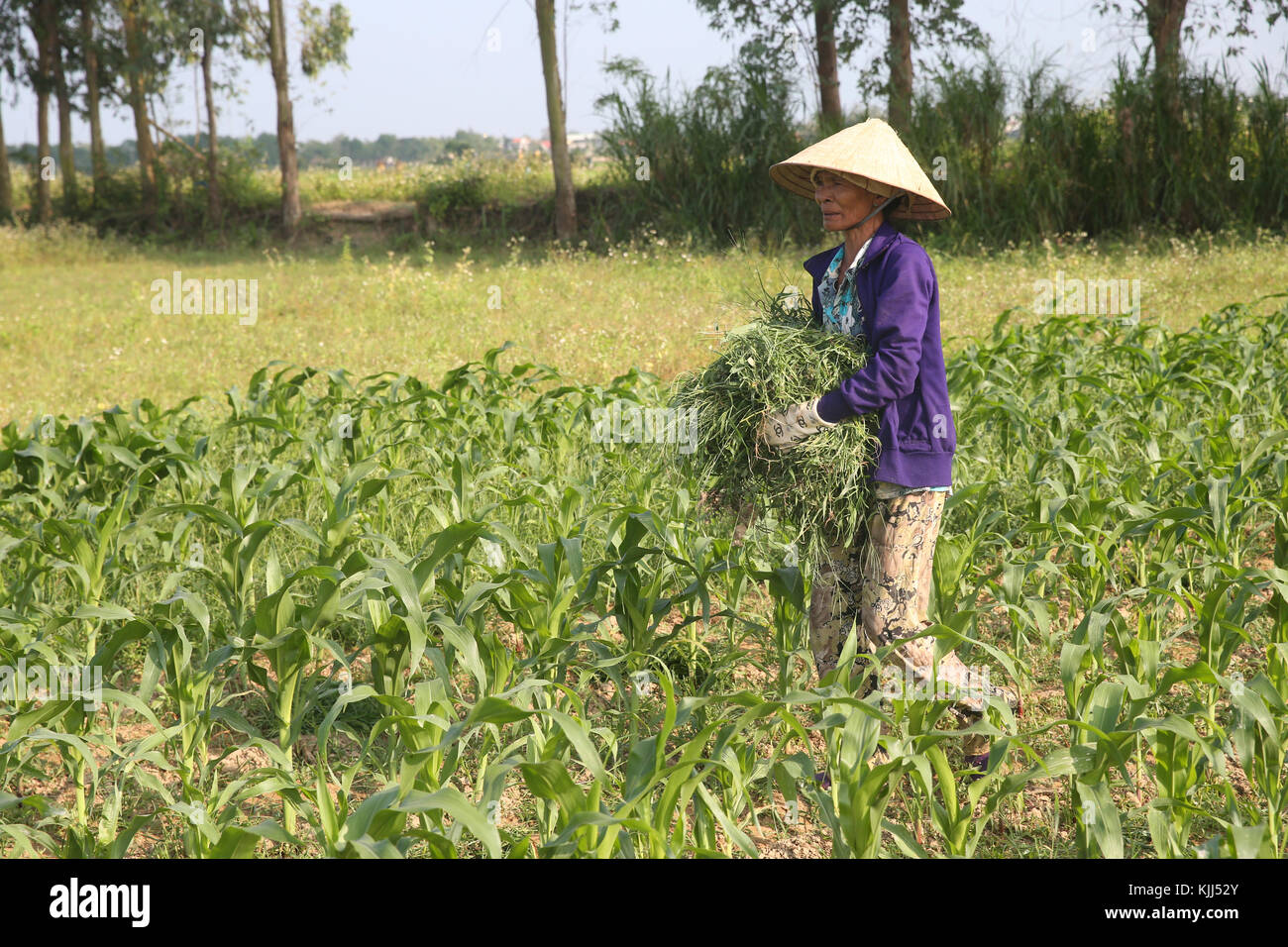 Vietnamese farmer working in corn fields. Hoi An. Vietnam Stock Photo ...