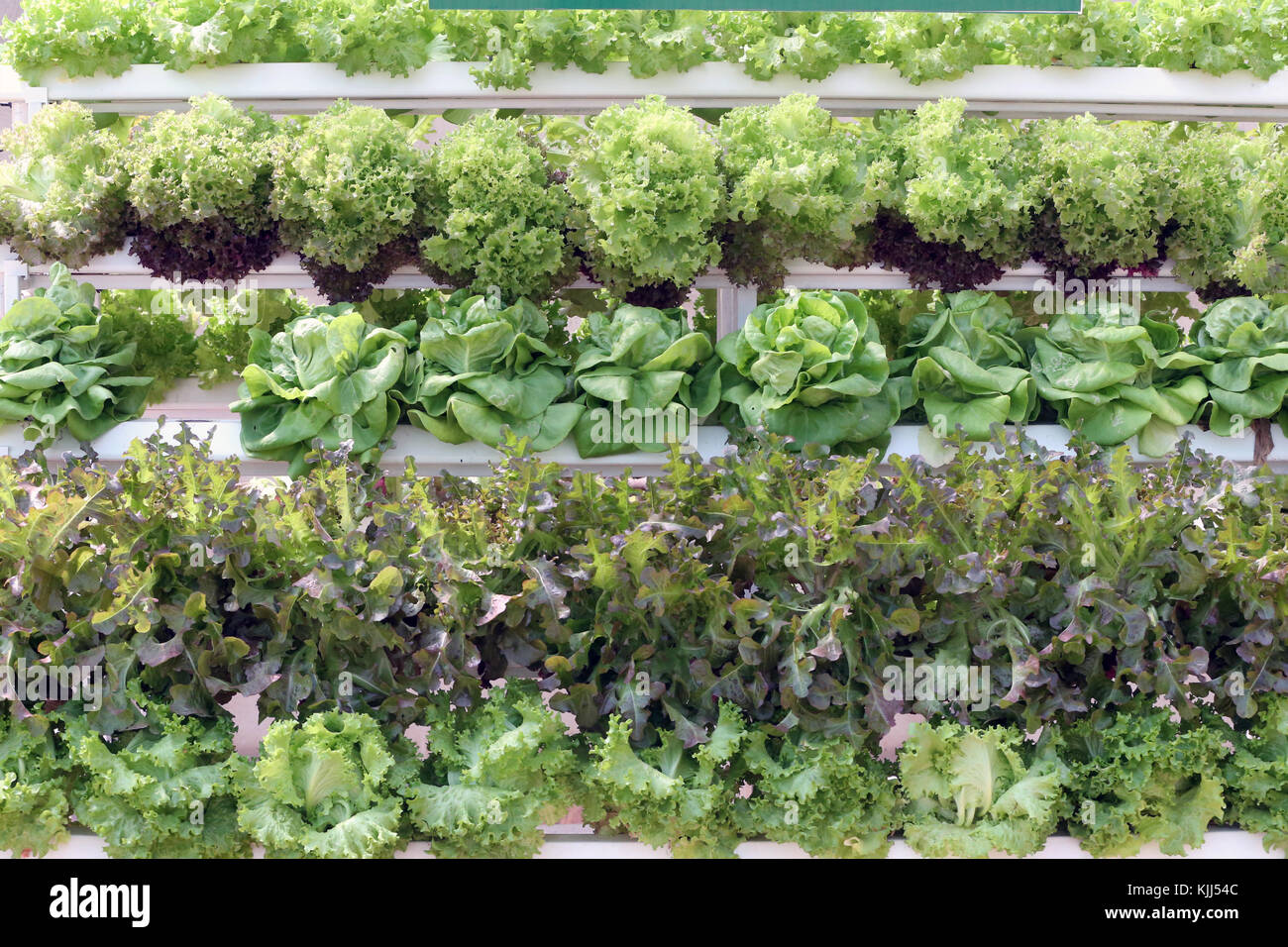 Plante agricole hi-res stock photography and images - Alamy