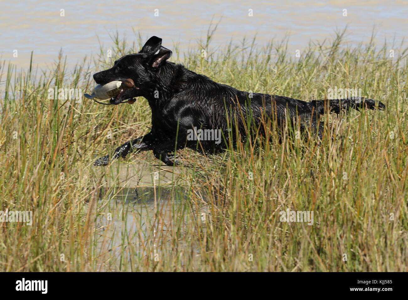 Black dog labrador running hi-res stock photography and images - Alamy