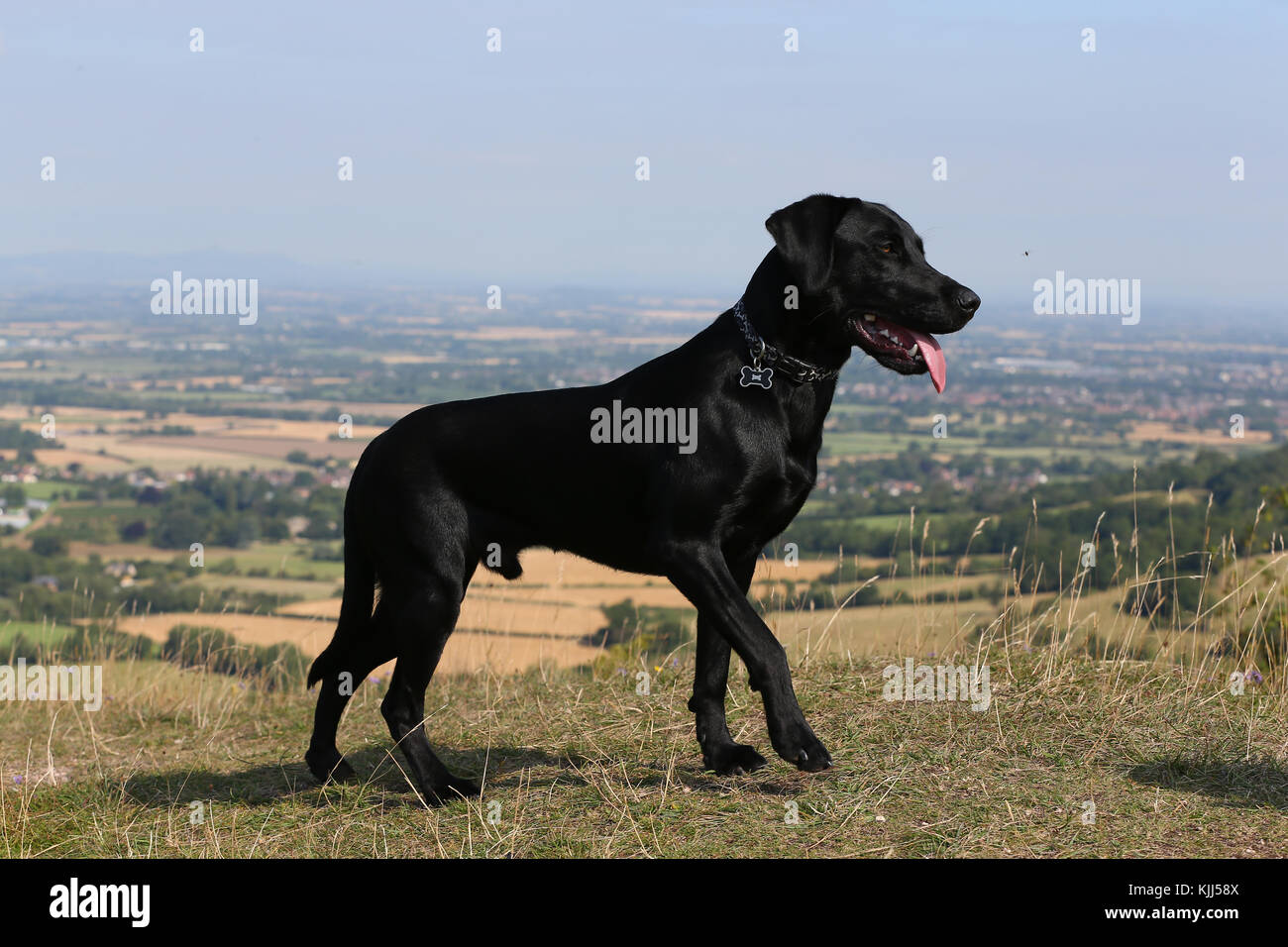 Walking with labrador hi-res stock photography and images - Alamy