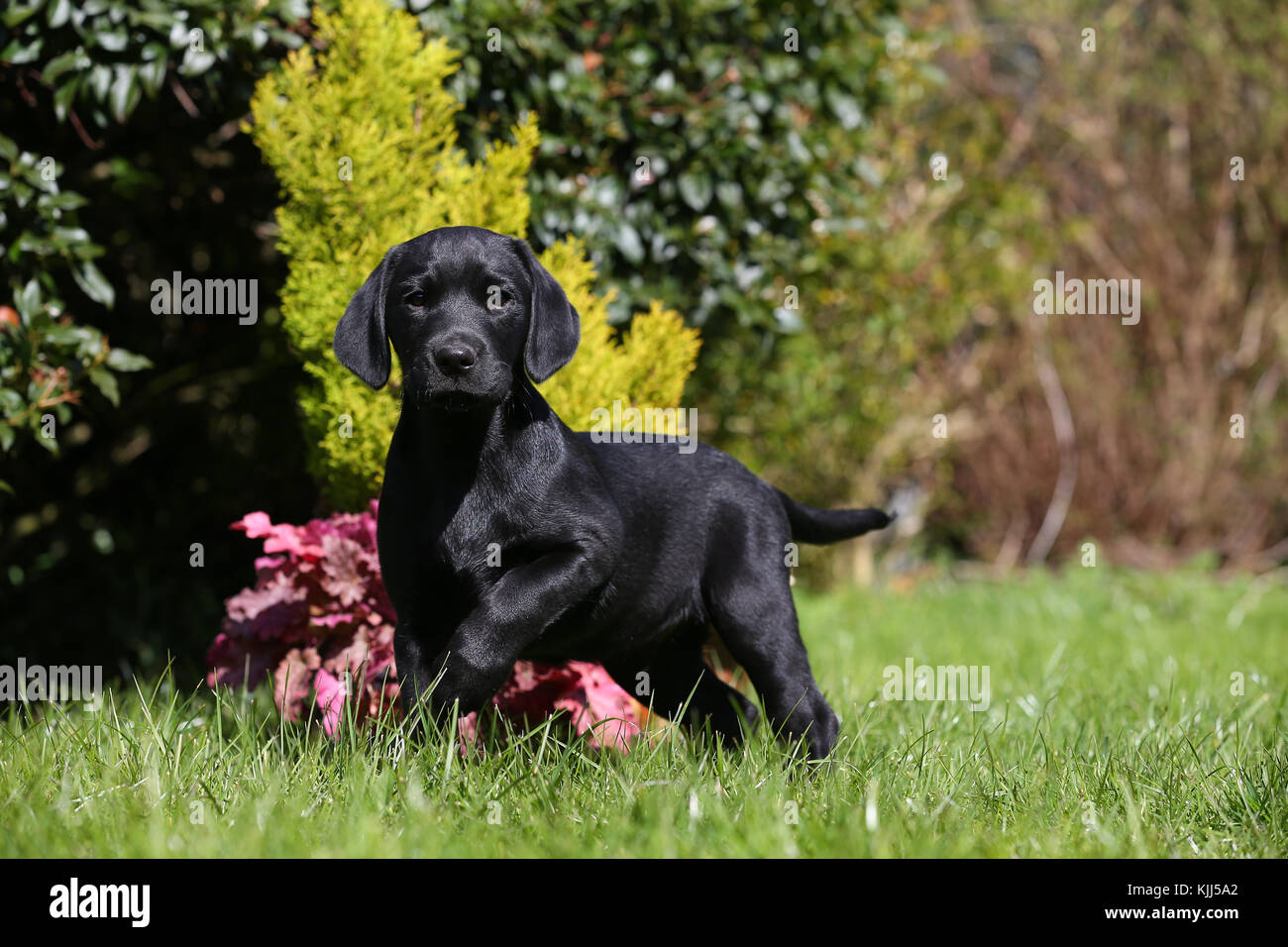 Black paw hi-res stock photography and images - Alamy