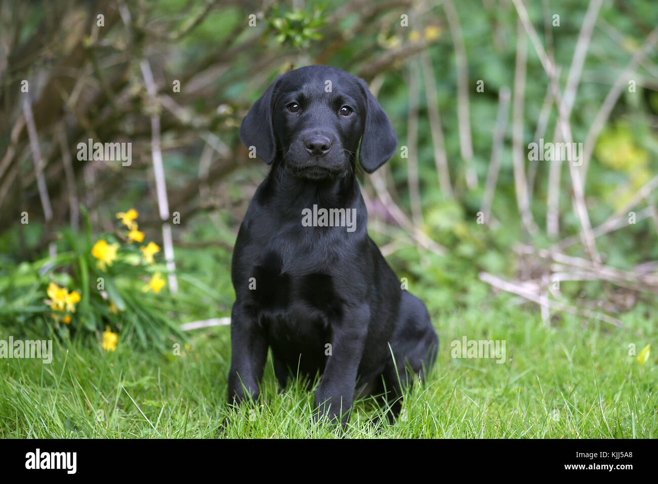 Labrador retriever 10 old sitting hi-res stock photography and images ...