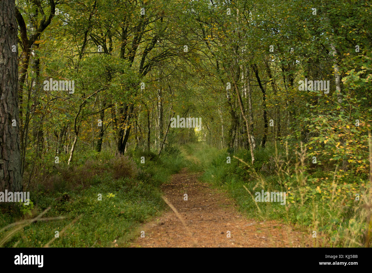 Forrest leaves hi-res stock photography and images - Alamy