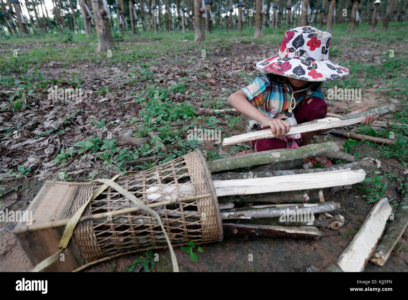 Rubber Plantation Vietnam Asia High Resolution Stock Photography and ...
