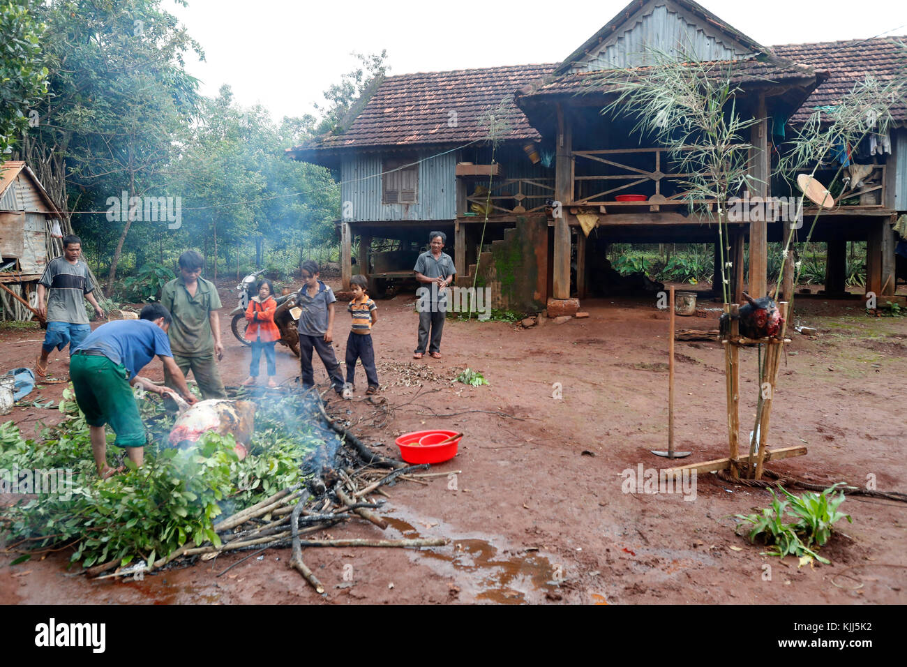 Jarai (Gia Rai) ethnic group. Buffalo sacrifice for funeral rites. Kon ...