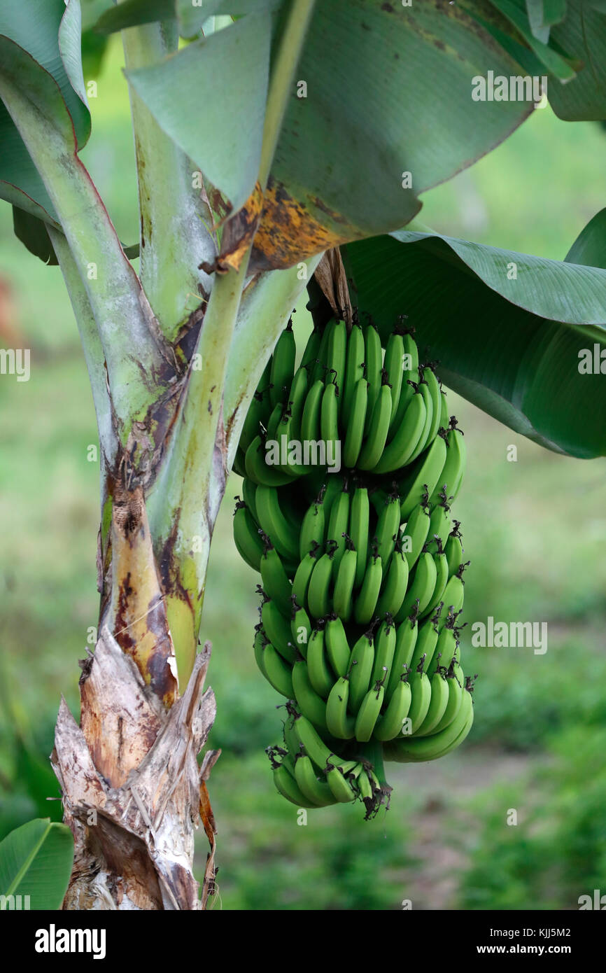 Bananas ripening on tree on a plantation. Kon Tum. Vietnam Stock Photo ...