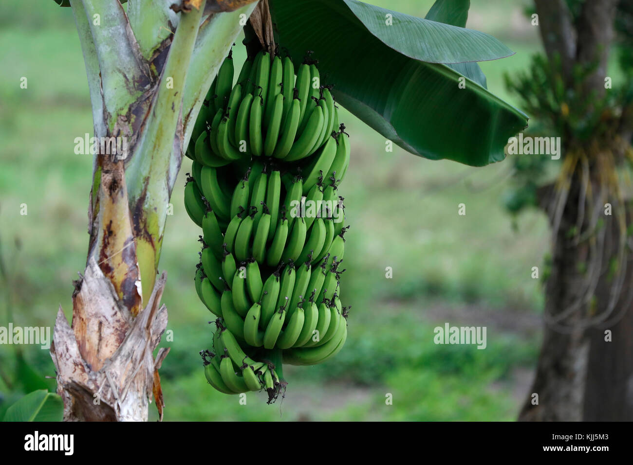 Bananas plantation hi-res stock photography and images - Alamy