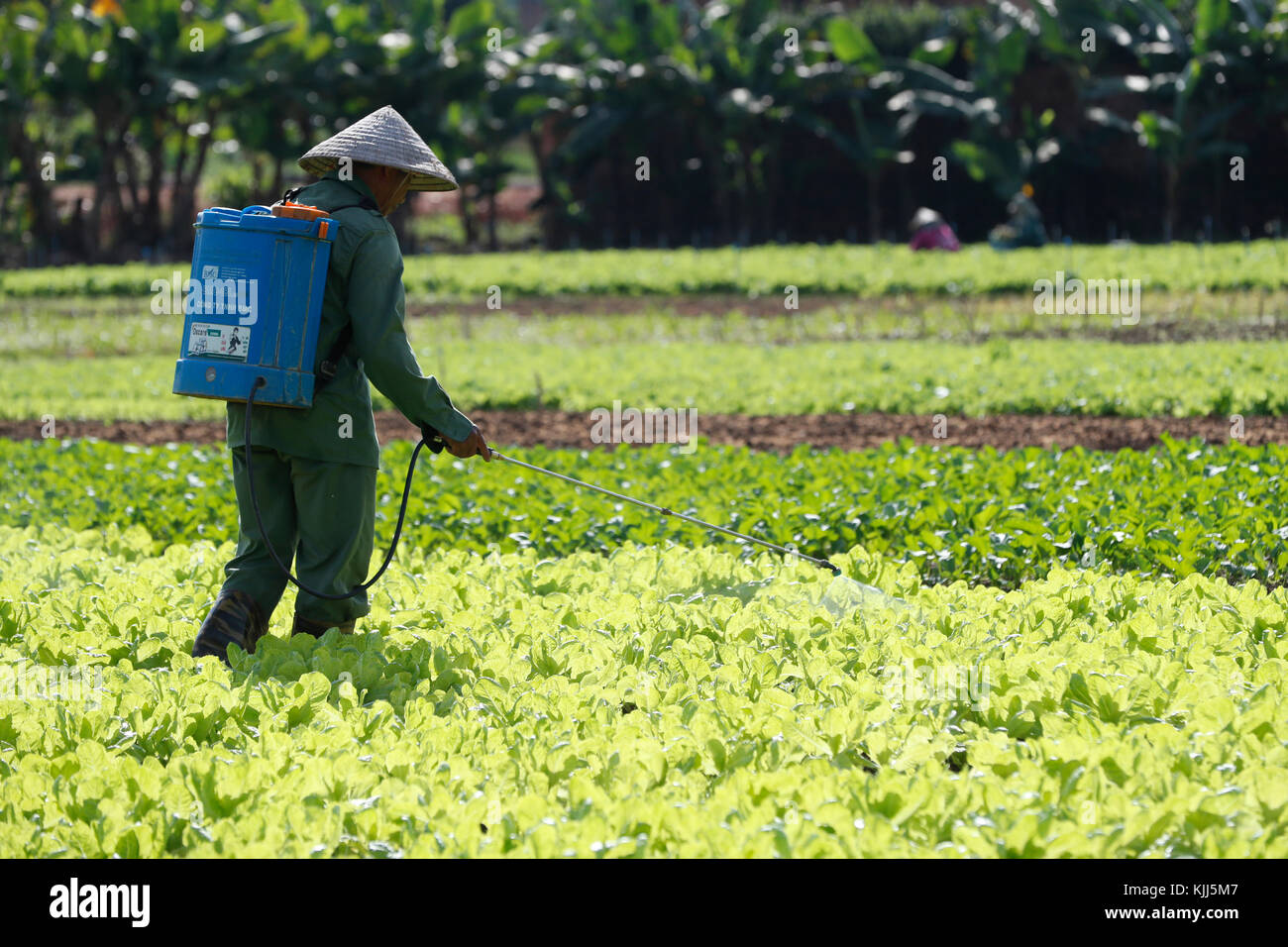 Agricultural field. Vietnamese farmer spraying pesticide. Kon Tum ...
