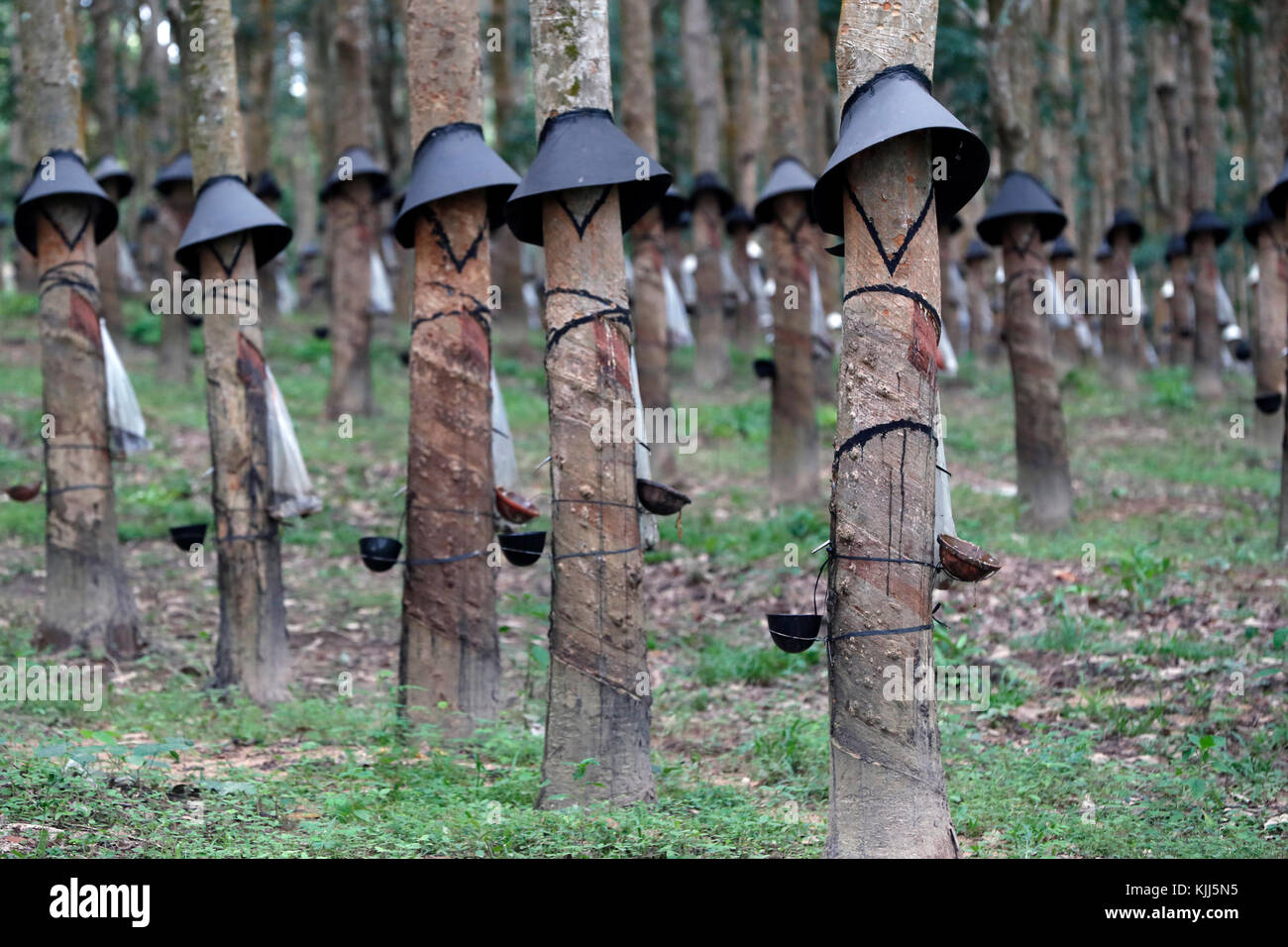 Rubber plantation vietnam asia hi-res stock photography and images - Alamy