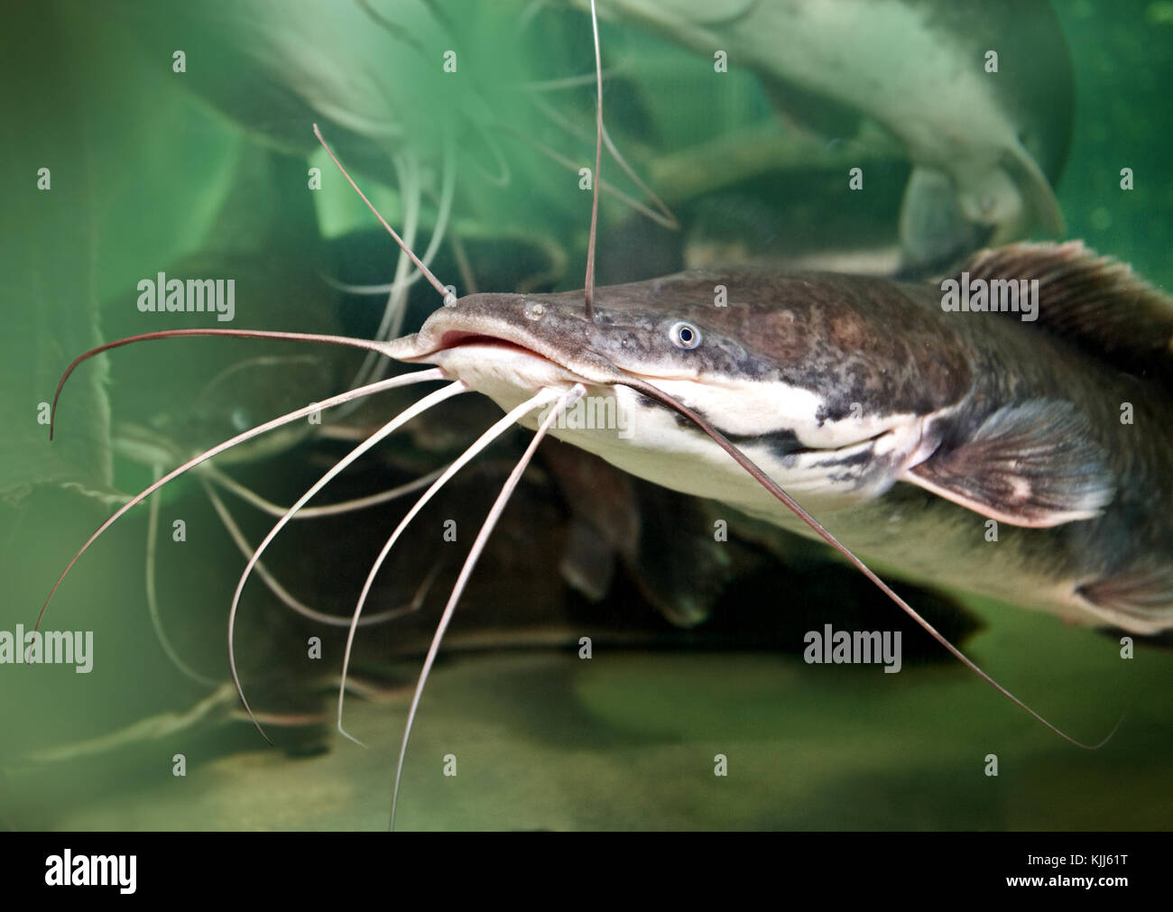 Underwater photo of a big River fish head Stock Photo - Alamy