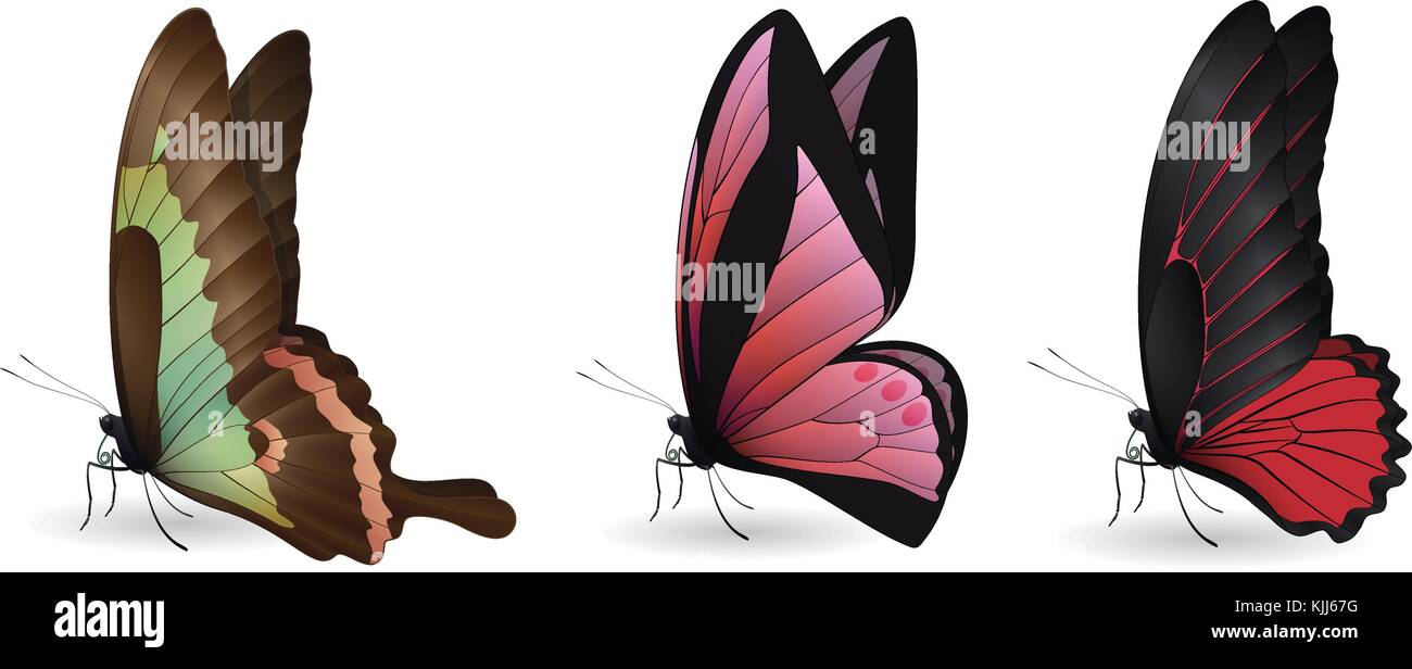 Set of colorful realistic butterflies Stock Vector Image & Art - Alamy