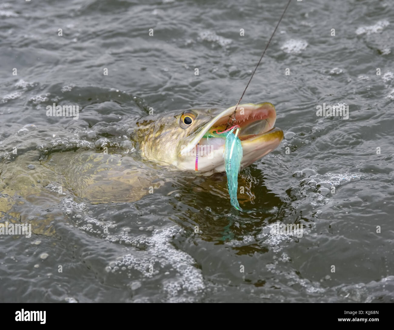 Hooked northern pike caught by a flyfisherman with a colorful pike ...