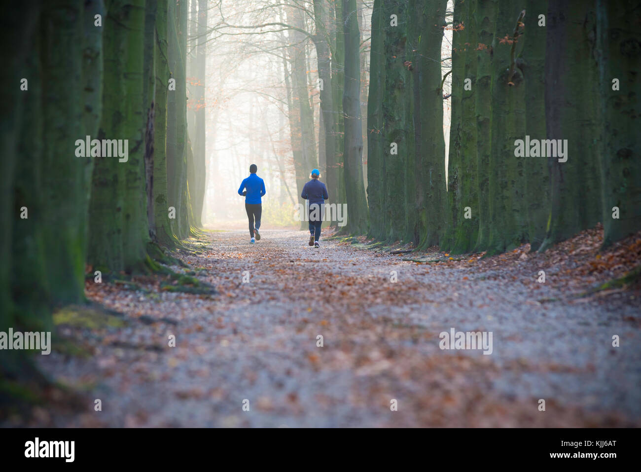 back view of joggers in a dutch park on an autumn morning Stock Photo ...