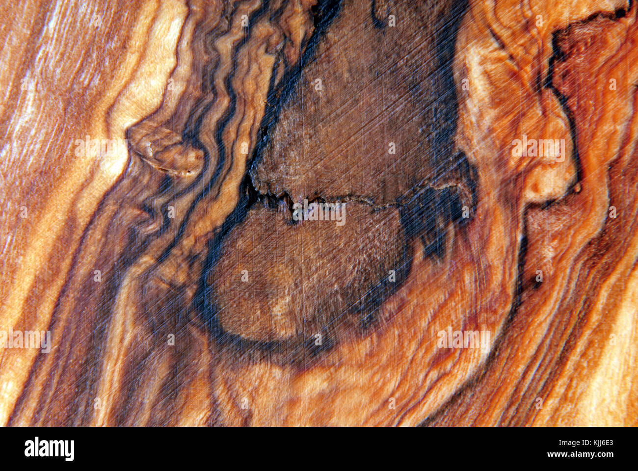 closeup of the olive tree texture background Stock Photo - Alamy